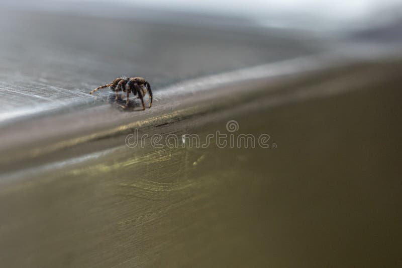 Tiny Zebra Spider Crawls Over a Metal Table Stock Photo - Image of ...