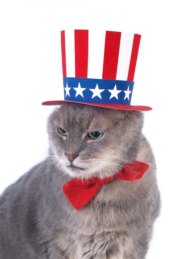 Tio Sam imagem de stock. Imagem de animal, gato, nariz - 8287055