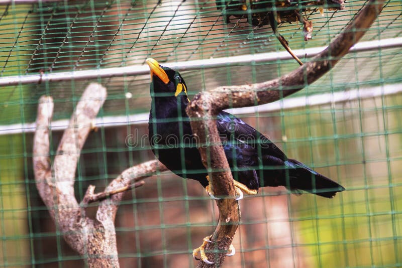 Talking Birds, Tiong Emas, Parrots, Hill Myna Stock Photo - Image of ...
