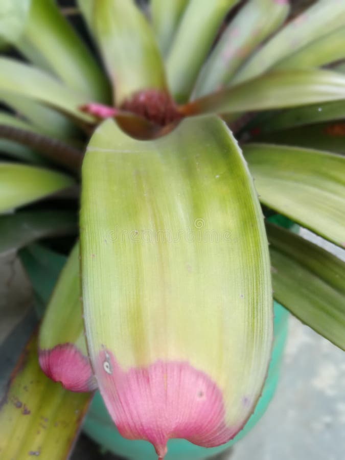 Ping Tip Stock Photos - Free & Royalty-Free Stock Photos from Dreamstime