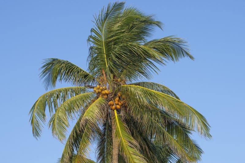 The Tip of a Coconut Tree with Ripening Coconuts. Sri Lanka Stock Photo ...