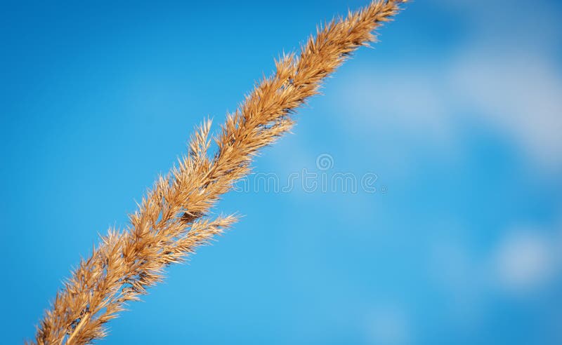 The Tip of the Plant in the Form of a Panicle Stock Image - Image of ...