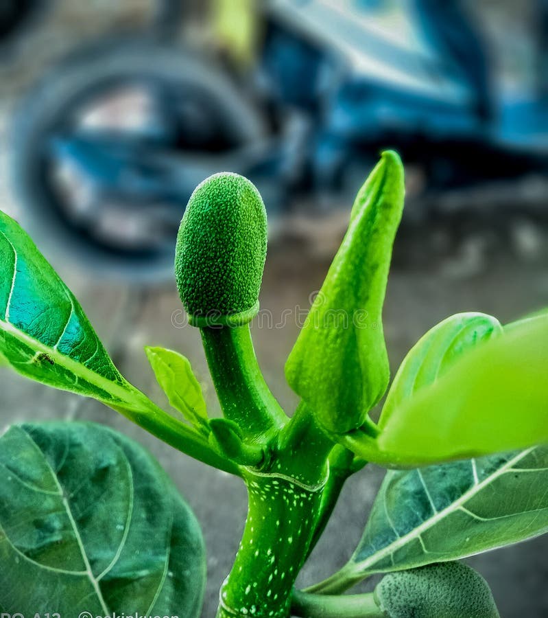 The Tip of a Leaf from a Jackfruit Tree that Will Bear Fruit Stock ...