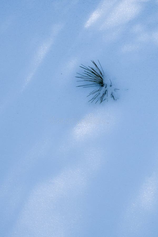 Seedling Poking Stock Photos - Free & Royalty-Free Stock Photos from ...