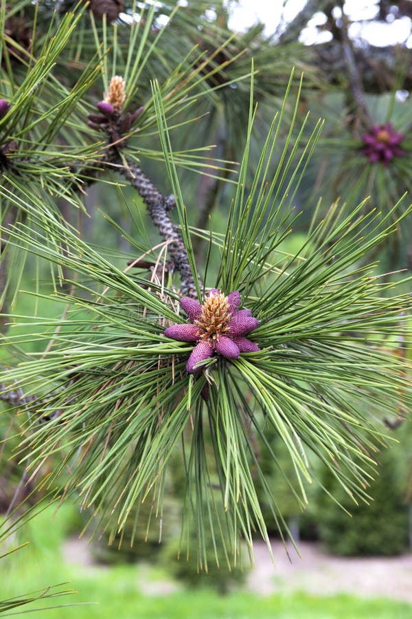 Tip of a pine tree branch. stock photo. Image of foliage - 31136572