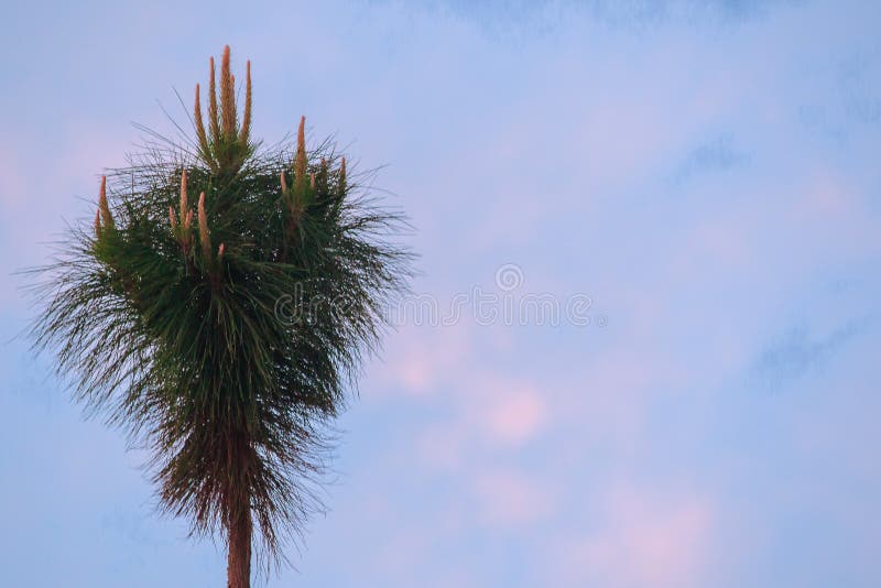 1,326 Pine Tree Tip Stock Photos - Free & Royalty-Free Stock Photos ...