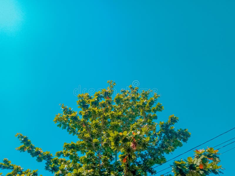 The Tip of the Tree with a Lot of Leaves in the Morning is Very ...