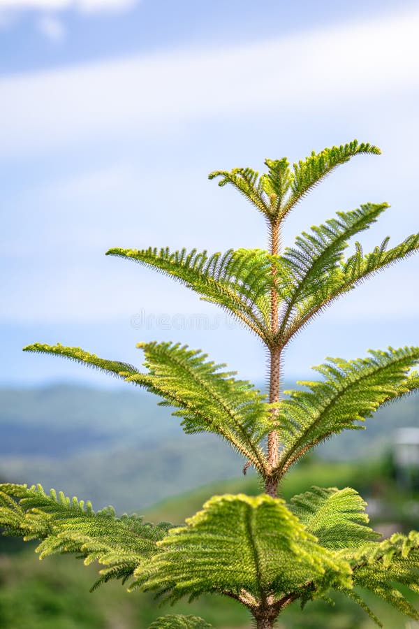 The Tip of the Tree S Top Splits into Lobes Stock Image - Image of ...