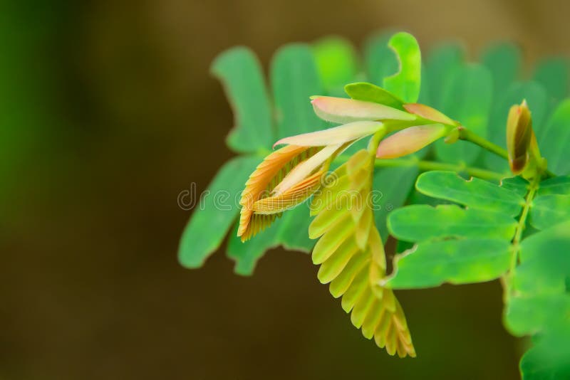 Tamarind tree stock photo. Image of isolated, bloom - 104451086