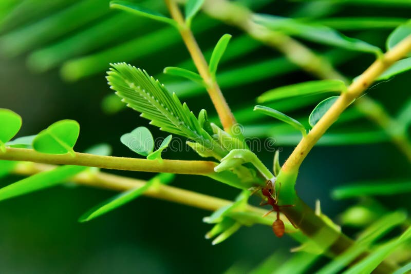 Treetop stock image. Image of herbal, common, bitter - 103445675