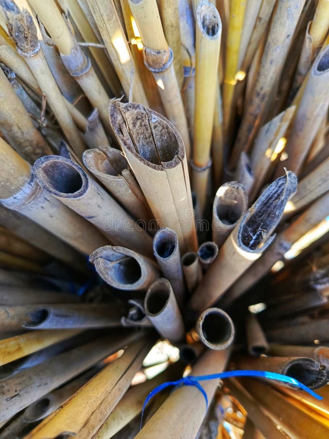 Bamboo Tip Texture - Stock Photo Stock Image - Image of design ...