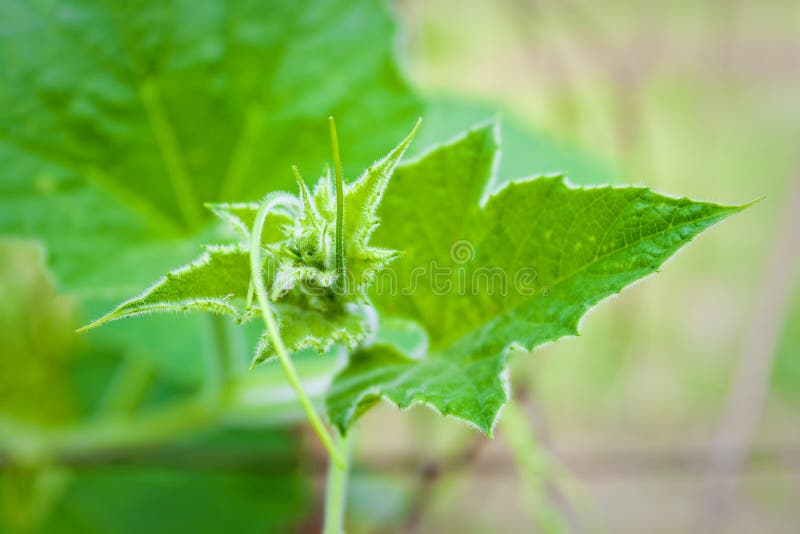 The Tip of a Young Gourd Leaf Closeup Views Stock Image - Image of ...