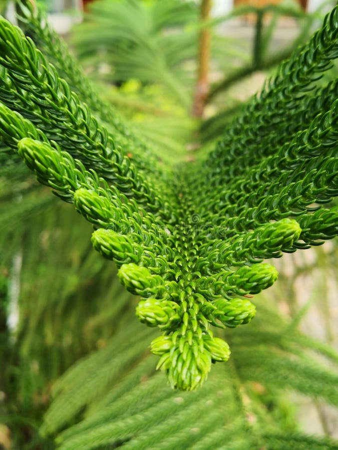 The Tip of a Young Pine Branch Looks Fresh and Symmetrical Stock Photo ...