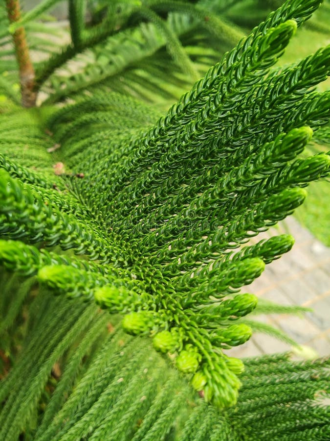 The Tip of a Young Pine Branch Looks Fresh and Symmetrical Stock Photo ...