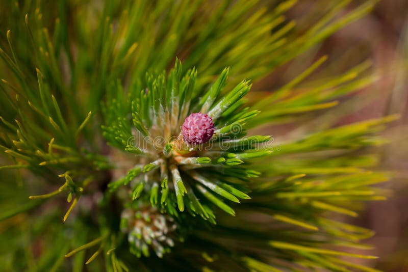 1,326 Pine Tree Tip Stock Photos - Free & Royalty-Free Stock Photos ...