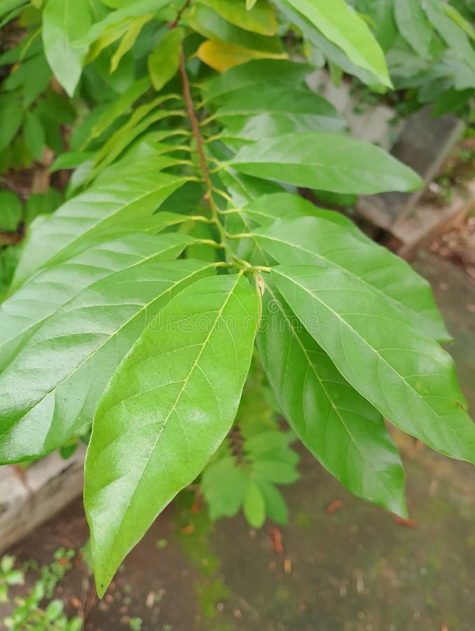 The Tip of a Young Sugar Apple Tree Leaf Stock Image - Image of tree ...