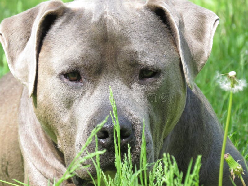 Tipo Azul Perro Del Pitbull Foto de archivo - Imagen de reventar, perro ...
