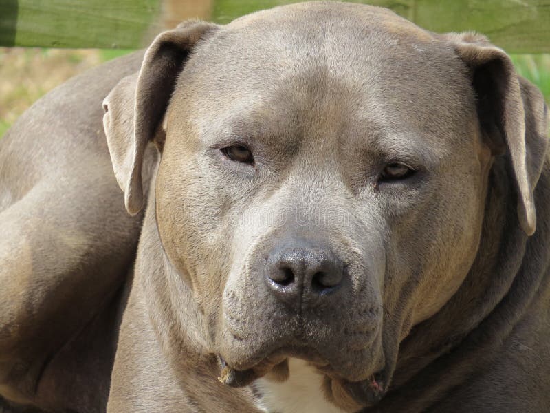 Tipo Azul Perro Del Pitbull Imagen de archivo - Imagen de ciudad ...