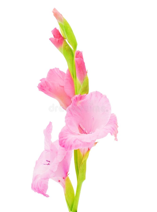 Tipo De Flor Cor-de-rosa Isolado Imagem de Stock - Imagem de escuro ...