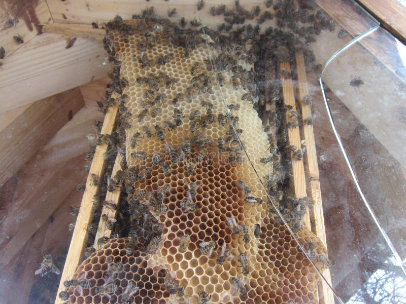 O Tipo Velho Colmeia Feita De Espalha Em Uma Pedra De Moer Imagem de ...