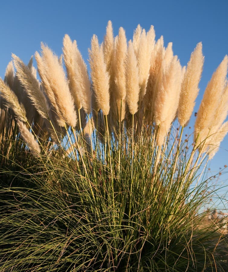 Piante tipo Coda di Volpe fotografia stock. Immagine di nave - 11598362