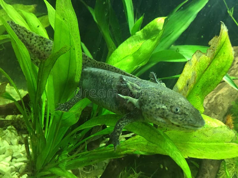 Axolotl Di Tipo Selvatico Lilizzhoumax Peluche Axolotl Con 2 Piccoli