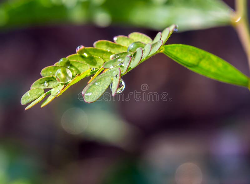 Tipo Simples Folha E Tipo Pinnately Composto Folha No Mesmo Tr Foto de ...