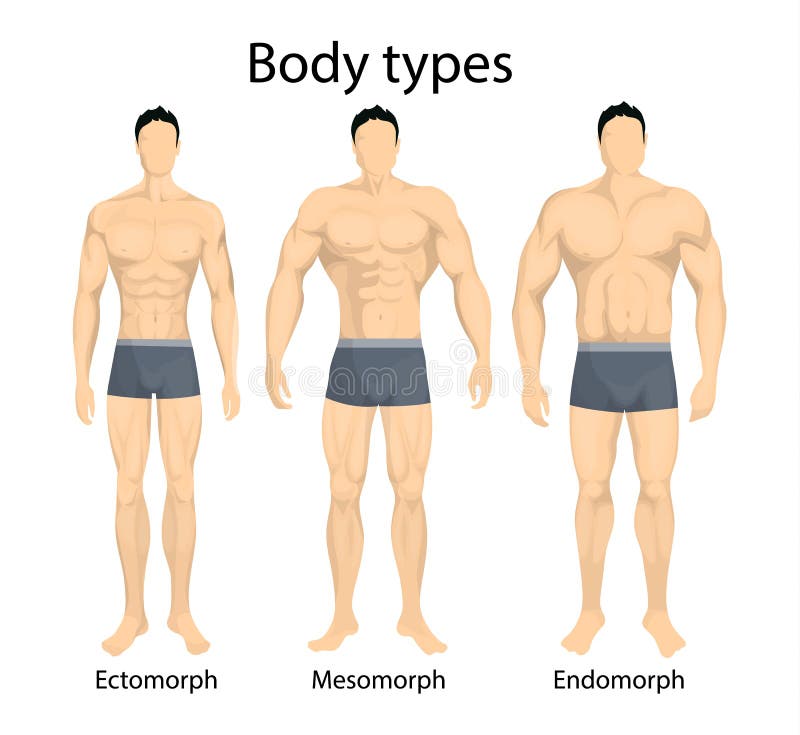 Tipos de corpo masculino ilustração do vetor. Ilustração de fino ...
