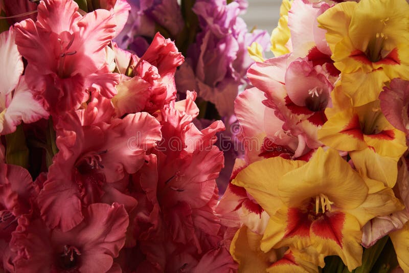 Tipos De Flor Amarelos E Cor-de-rosa Fundo Foto de Stock - Imagem de ...