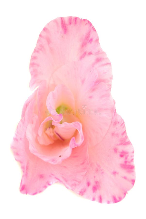 Tipos de flor cor-de-rosa imagem de stock. Imagem de florista - 11731269