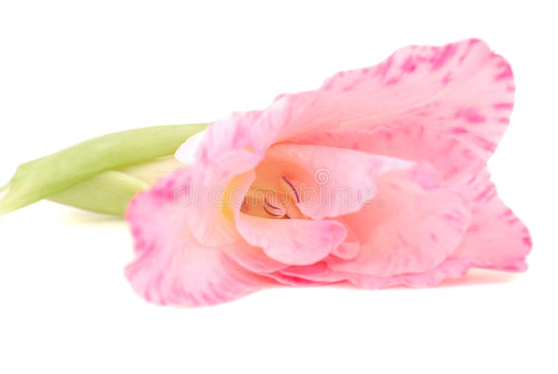 Tipos de flor cor-de-rosa imagem de stock. Imagem de consideravelmente ...