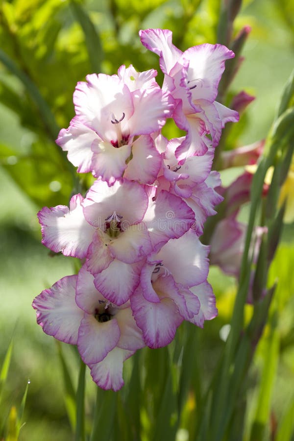 Tipos De Flor Cor-de-rosa Contra O Fundo Verde Imagem de Stock - Imagem ...