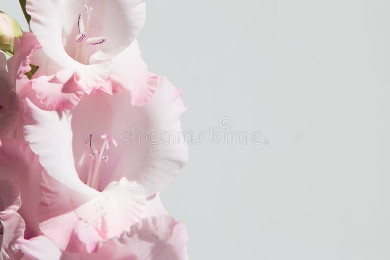 Tipos De Flor Cor-de-rosa E Brancos Em Um Fundo Branco Foto de Stock ...