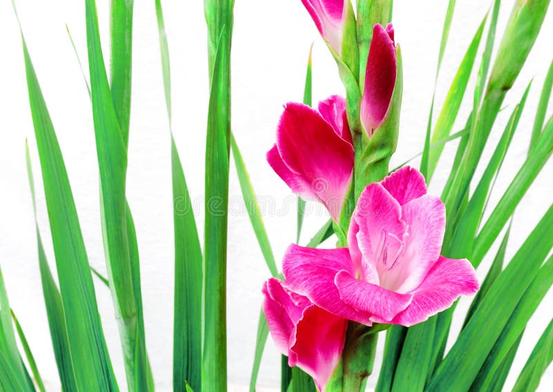 Tipos De Flor Cor-de-rosa Na Porcelana Foto de Stock - Imagem de haste ...
