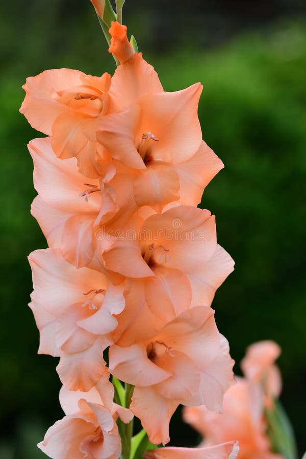 Tipos De Flor Cor-de-rosa Na Porcelana Foto de Stock - Imagem de haste ...