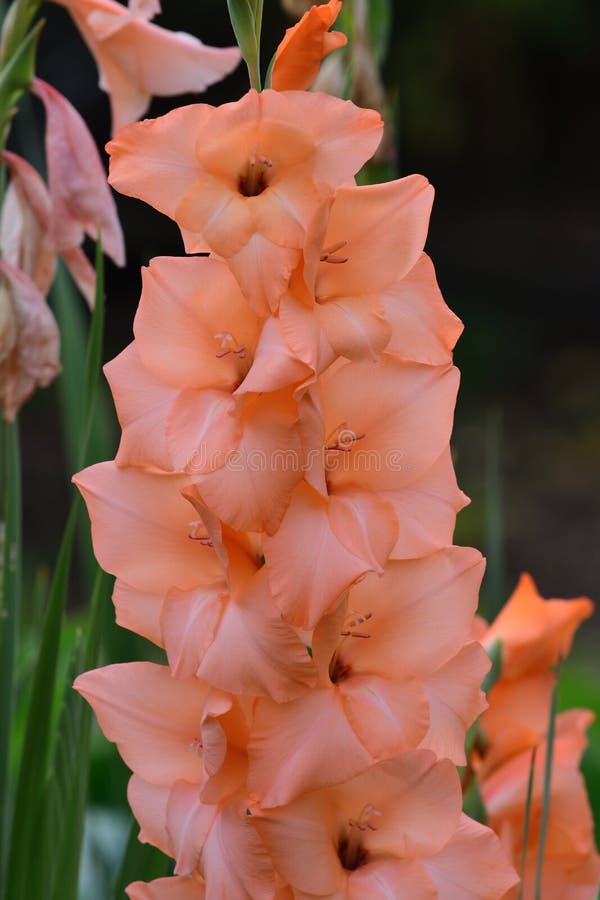Tipos De Flor Cor-de-rosa Na Porcelana Foto de Stock - Imagem de haste ...