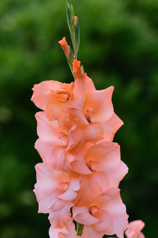 Tipos de flor cor-de-rosa imagem de stock. Imagem de nave - 131841969