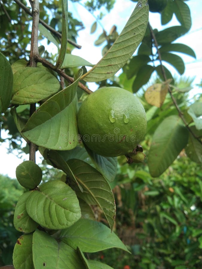 Tipos De Guayaba Que No Se Venden En El Mercado Imagen de archivo ...