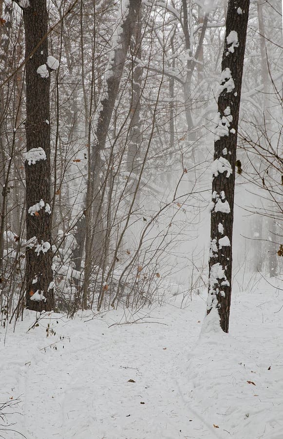 Tipos de invierno el taiga imagen de archivo. Imagen de escandinavo ...