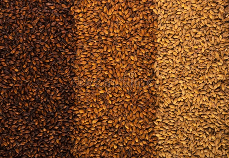 Un Conjunto De Granos De Malta De Cebada. Aislado En Un Fondo Blanco ...