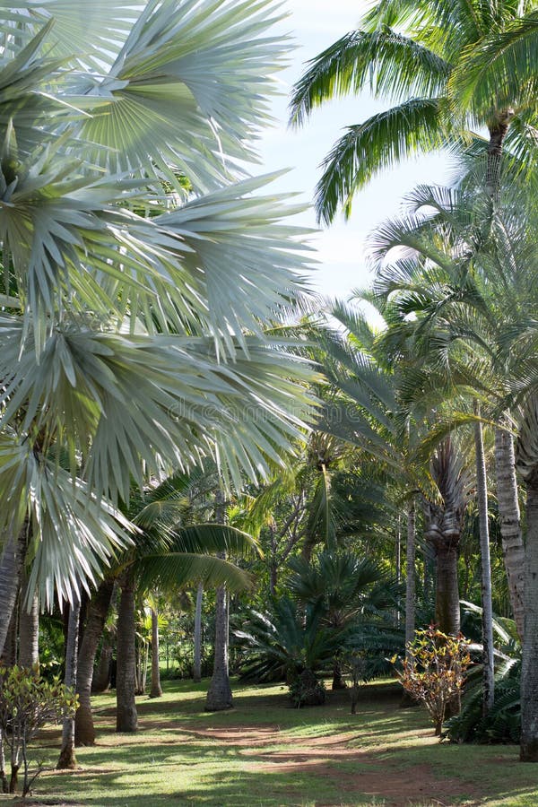 Tipos de palmas foto de stock. Imagem de prata, jardins - 91346764