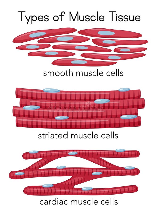 Icono De La Célula Muscular Lisa Debajo Del Microscopio Concepto Humano ...