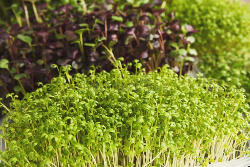 Tipos Diferentes De Micro Verdes Imagem de Stock - Imagem de variedade ...