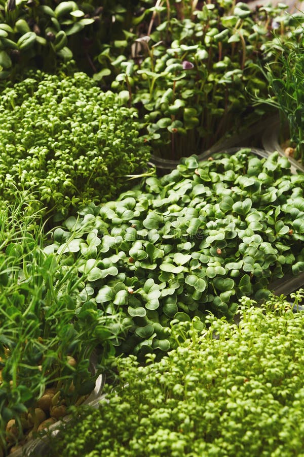 Tipos Diferentes De Micro Verdes Imagem de Stock - Imagem de folha ...