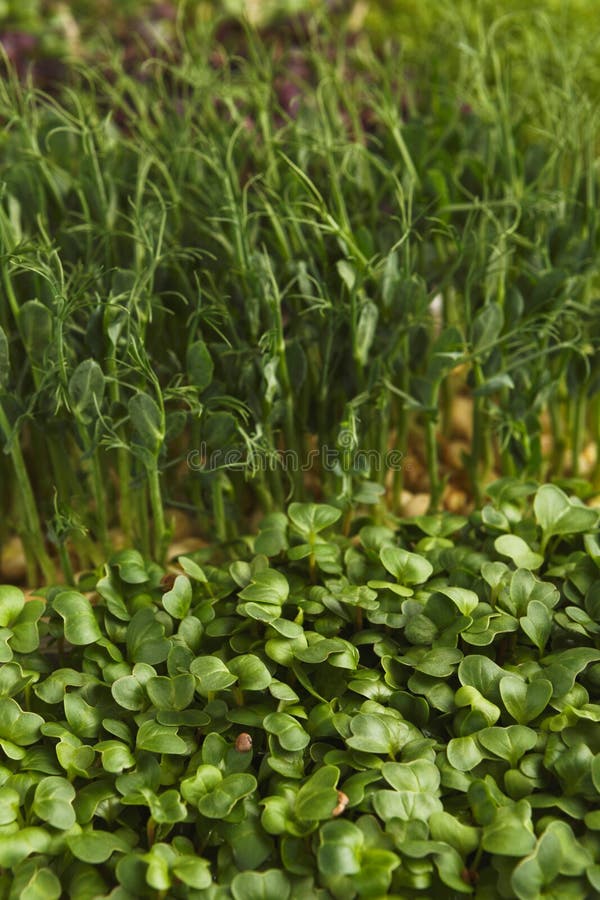Tipos Diferentes De Micro Verdes Foto de Stock - Imagem de grama ...