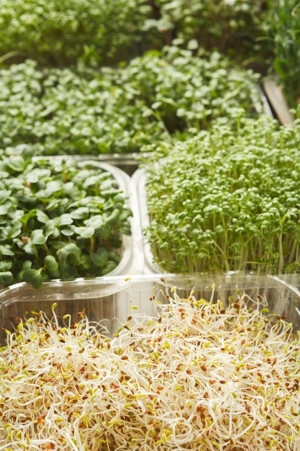 Tipos Diferentes De Micro Verdes Foto de Stock - Imagem de biografia ...