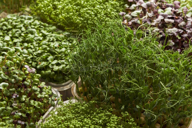 Tipos Diferentes De Micro Verdes Foto de Stock - Imagem de fresco ...