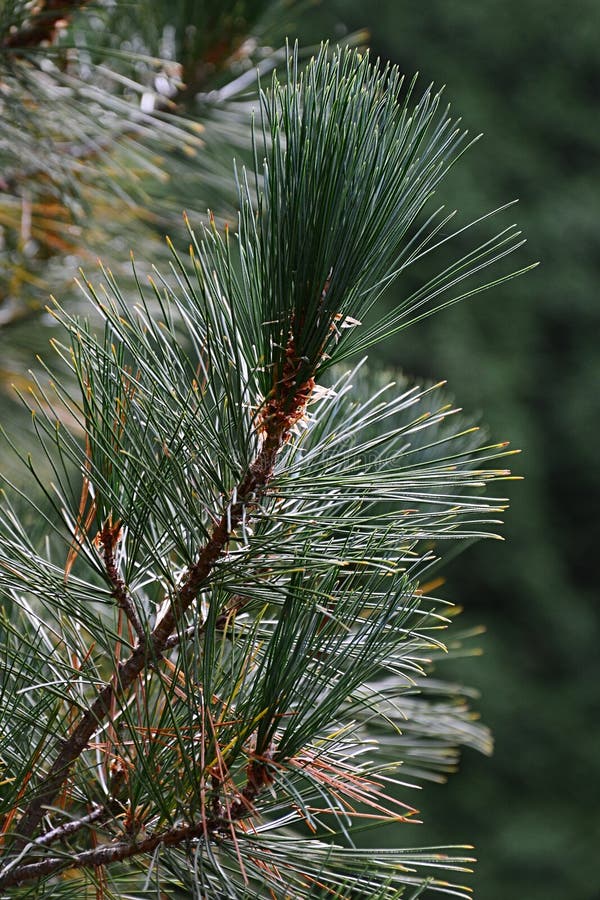Branches of Coniferous Tree Cryptomeria Japonica, Also Called Japanese ...