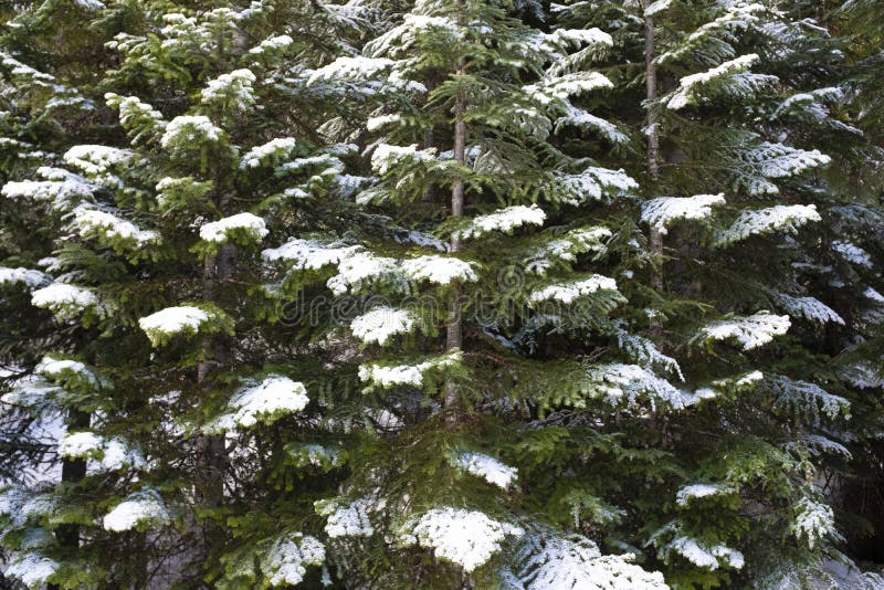 Winter Scene with Trees Dusted with a Small Amount of Snow Stock Image ...