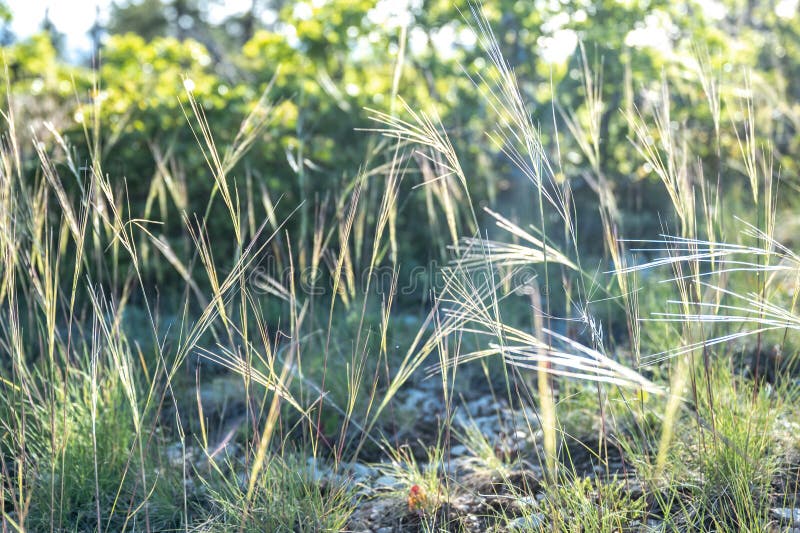 Tips of Bright Grasses Blow in the Wind Stock Photo - Image of point ...